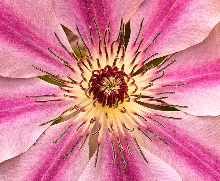 Clematis Bloom | Colorado Springs, CO | Fine Landscape and Nature ...